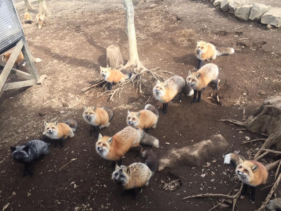 Visiting Zao Fox Village in Miyagi, Japan – Resurface to Reality